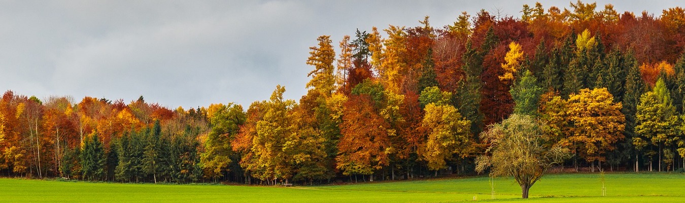 Towards a Fully Inclusive Genealogy Community - National Genealogical ...